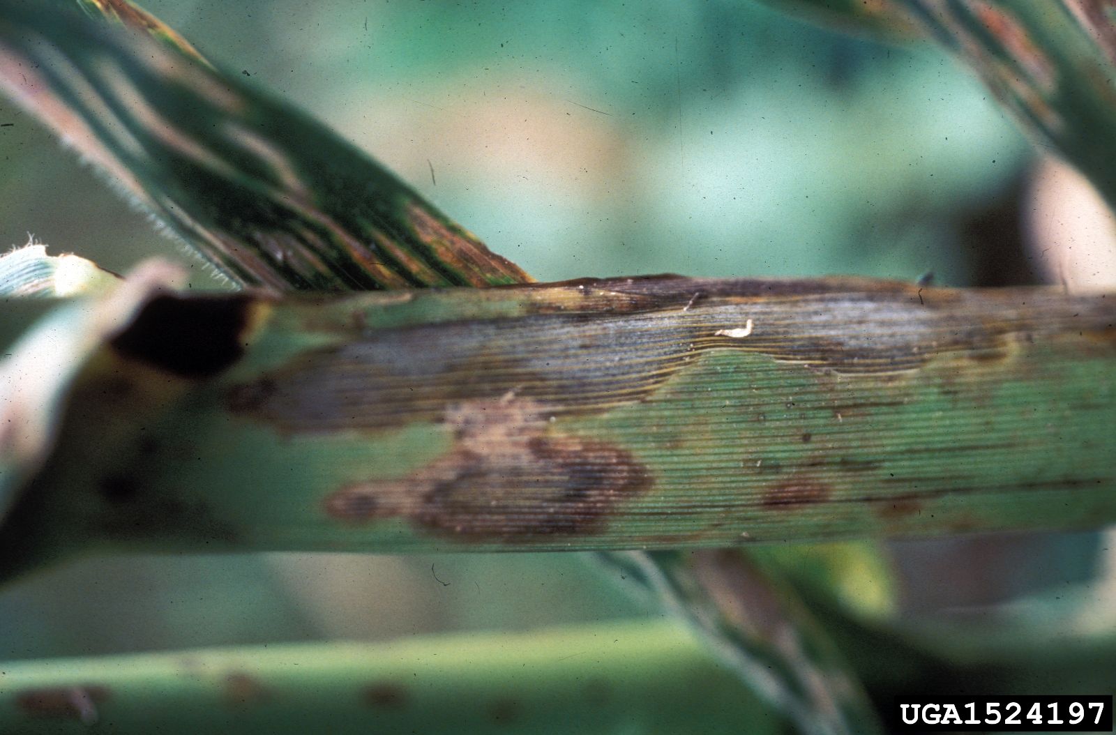 La mancha foliar del maíz en México – Panorama AGROPECUARIO