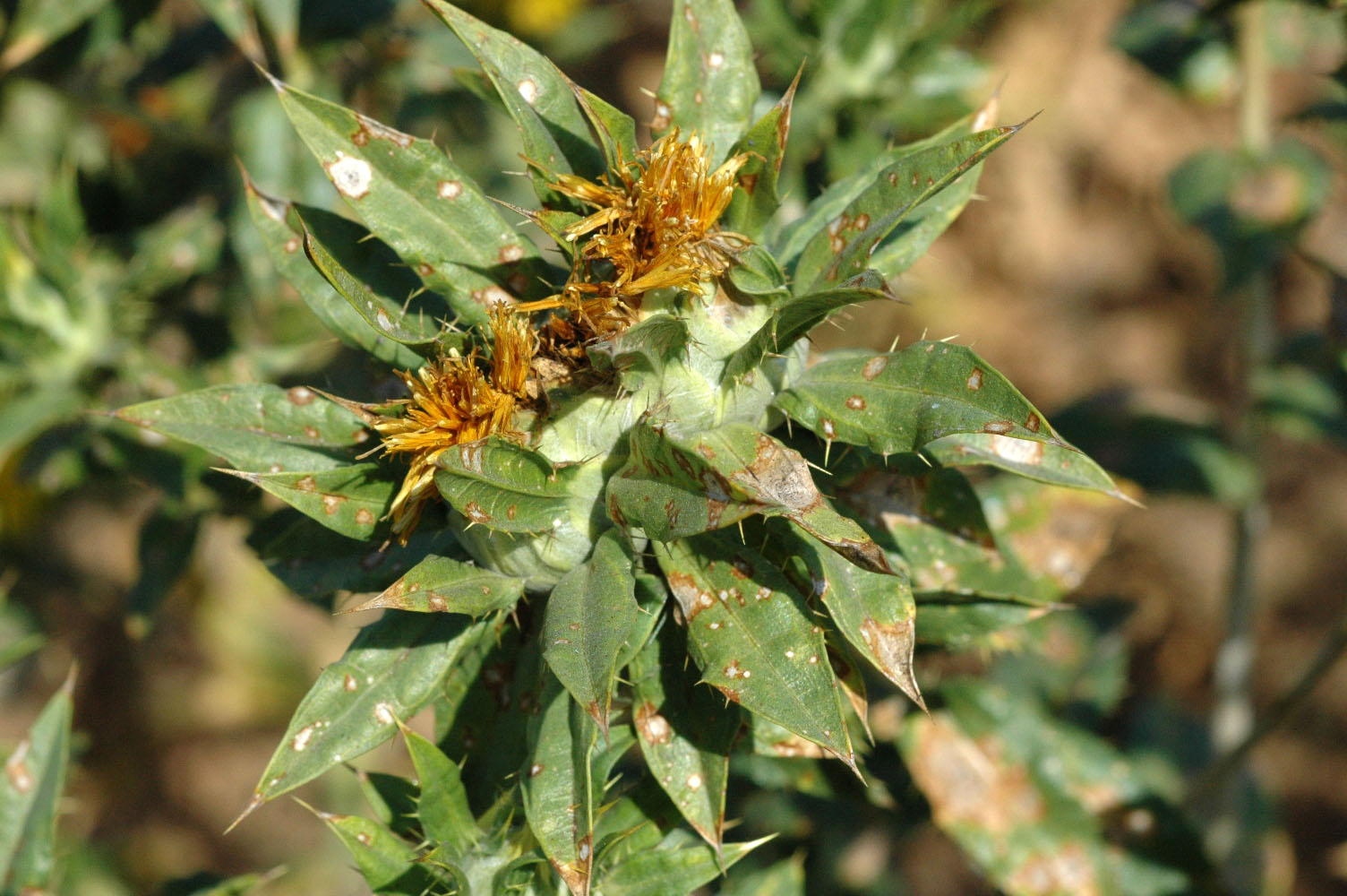 Tizón del follaje en cártamo – Información – Panorama AGROPECUARIO