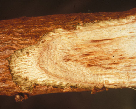 Marchitez por verticillium – Información – Panorama AGROPECUARIO