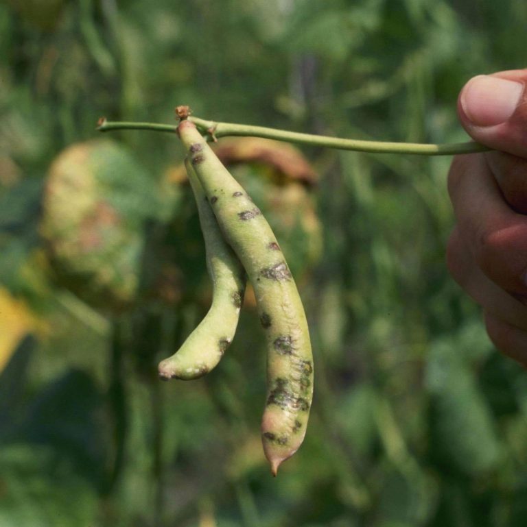 Xanthomonas campestris pv. phaseoli – common bacterial blight water ...