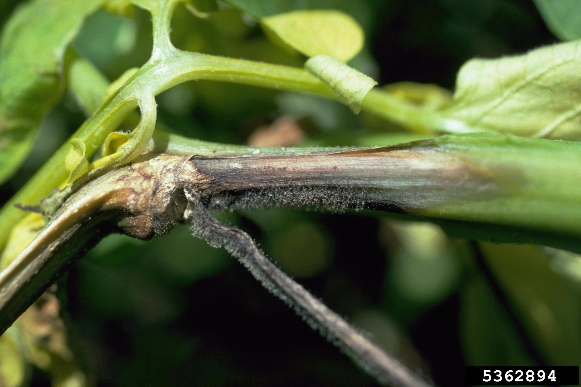 Tizón tardío de la papa – Panorama AGROPECUARIO
