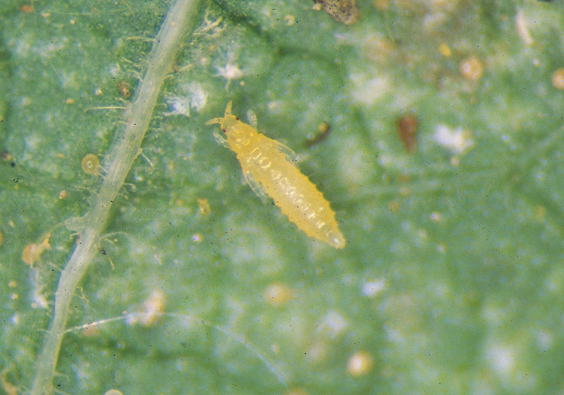 Thrips – Frankliniella occidentalis – Información – Panorama AGROPECUARIO