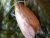 Gusano falso medidor (Pseudoplusia) – Información – Panorama AGROPECUARIO