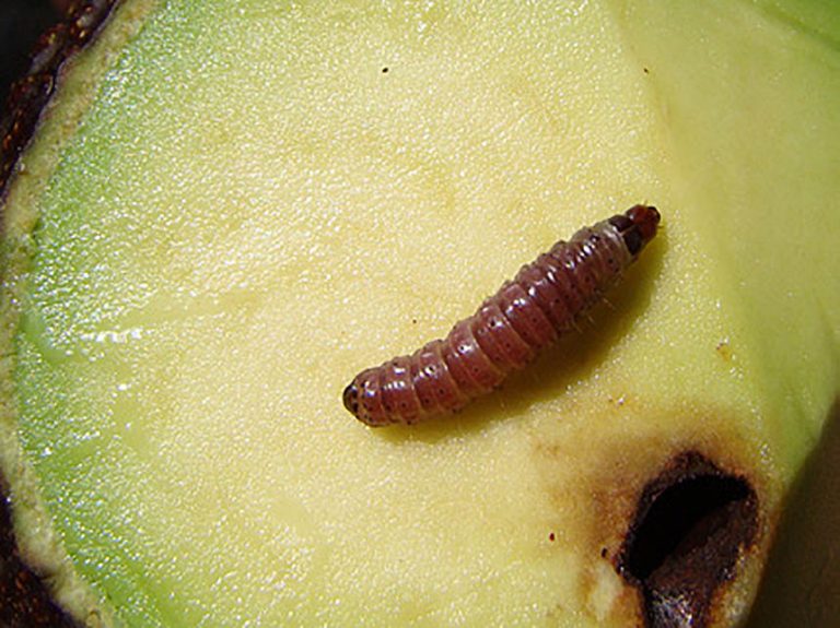 Chinche Lygus – Información – Panorama AGROPECUARIO